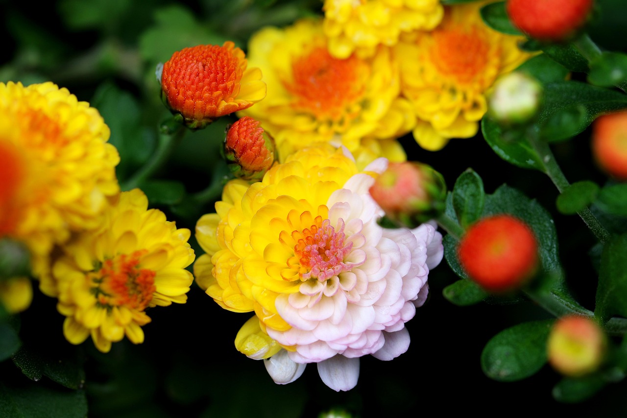 Flowers Chrysanthemums Garden - Free photo on Pixabay - Pixabay
