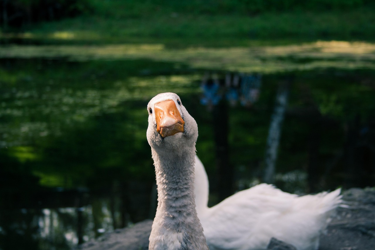 Ganso Pico Pájaro - Foto gratis en Pixabay - Pixabay