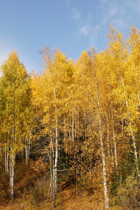 Autumn Landscape Nature - Free photo on Pixabay