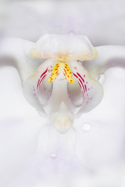 Bunga Anggrek Tanaman Daun - Foto gratis di Pixabay