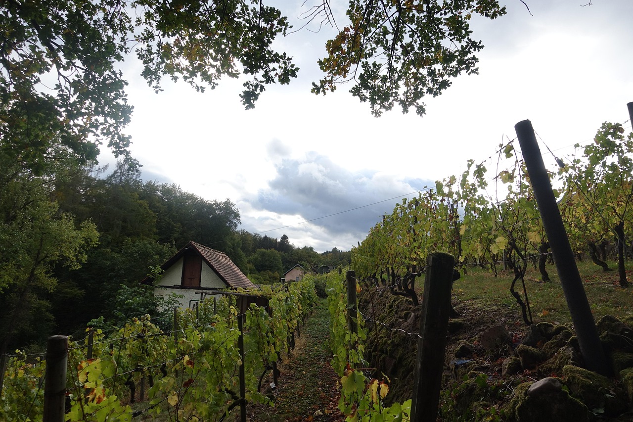 Weinberg Landchaft Natureza - Foto gratuita no Pixabay - Pixabay