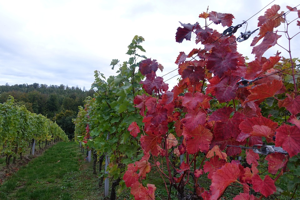 Weinberg Natur Herbst - Kostenloses Foto auf Pixabay - Pixabay