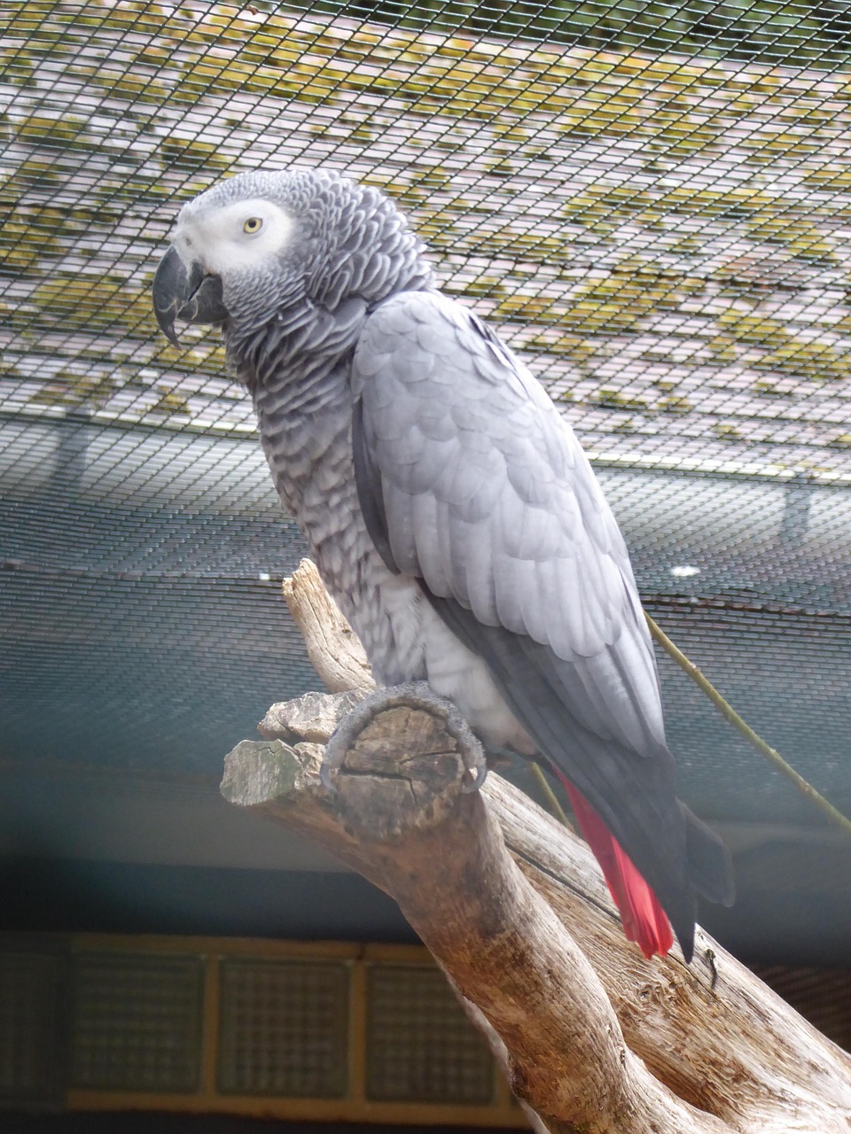 Perroquet Gris D'Afrique Oiseau La - Photo gratuite sur Pixabay - Pixabay