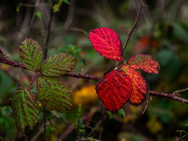 Autumn Age Blade - Free photo on Pixabay - Pixabay