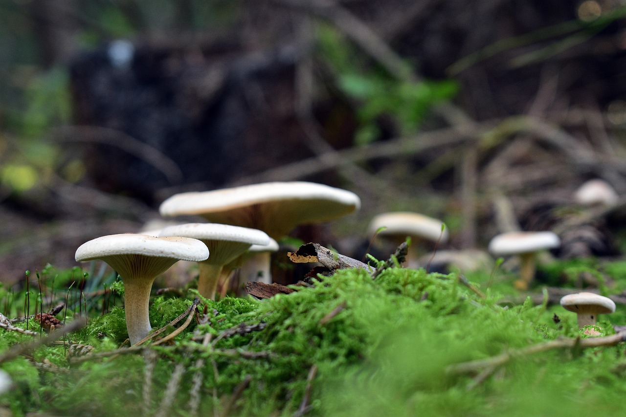 Champignons Nature Forêt Sol De La - Photo gratuite sur Pixabay - Pixabay