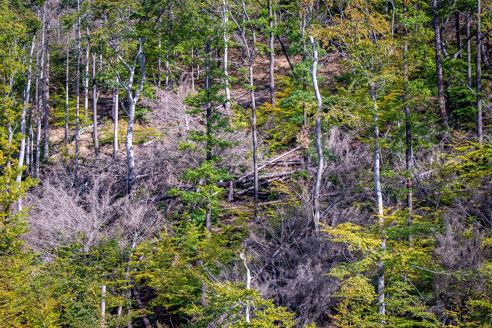 Forest Resin Mountain - Free photo on Pixabay