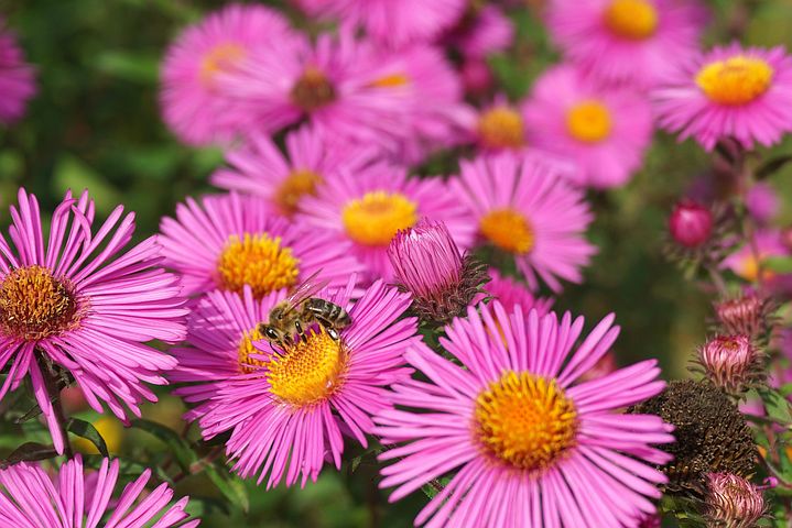 1,000+ Free Aster Flower & Aster Images - Pixabay