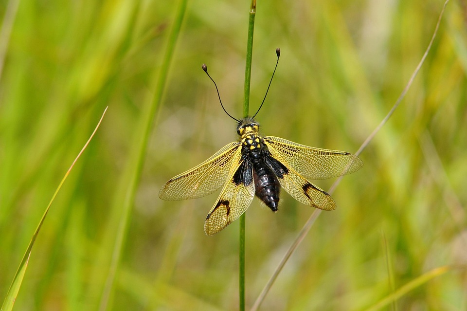 Libelloides Longicornis Ascalaphe - Pixabayの無料写真 - Pixabay