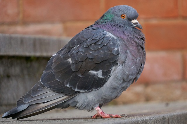 Oiseau Animal Pigeon Le - Photo gratuite sur Pixabay - Pixabay