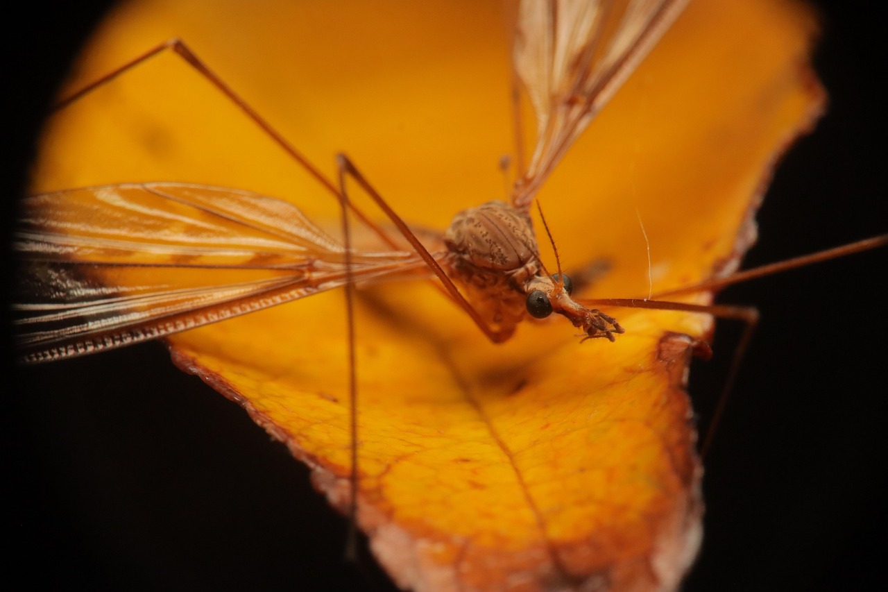 Insekten Natur Garten - Kostenloses Foto auf Pixabay - Pixabay