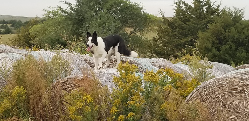 Dog Nebraska Hay Bales - Free photo on Pixabay - Pixabay