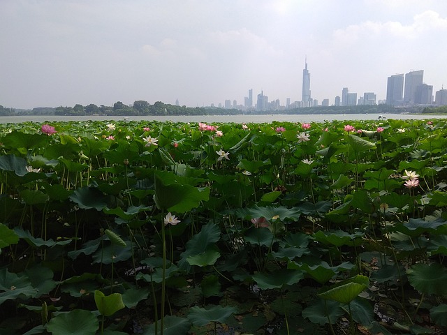 Lac Xuanwu - Photo gratuite sur Pixabay - Pixabay