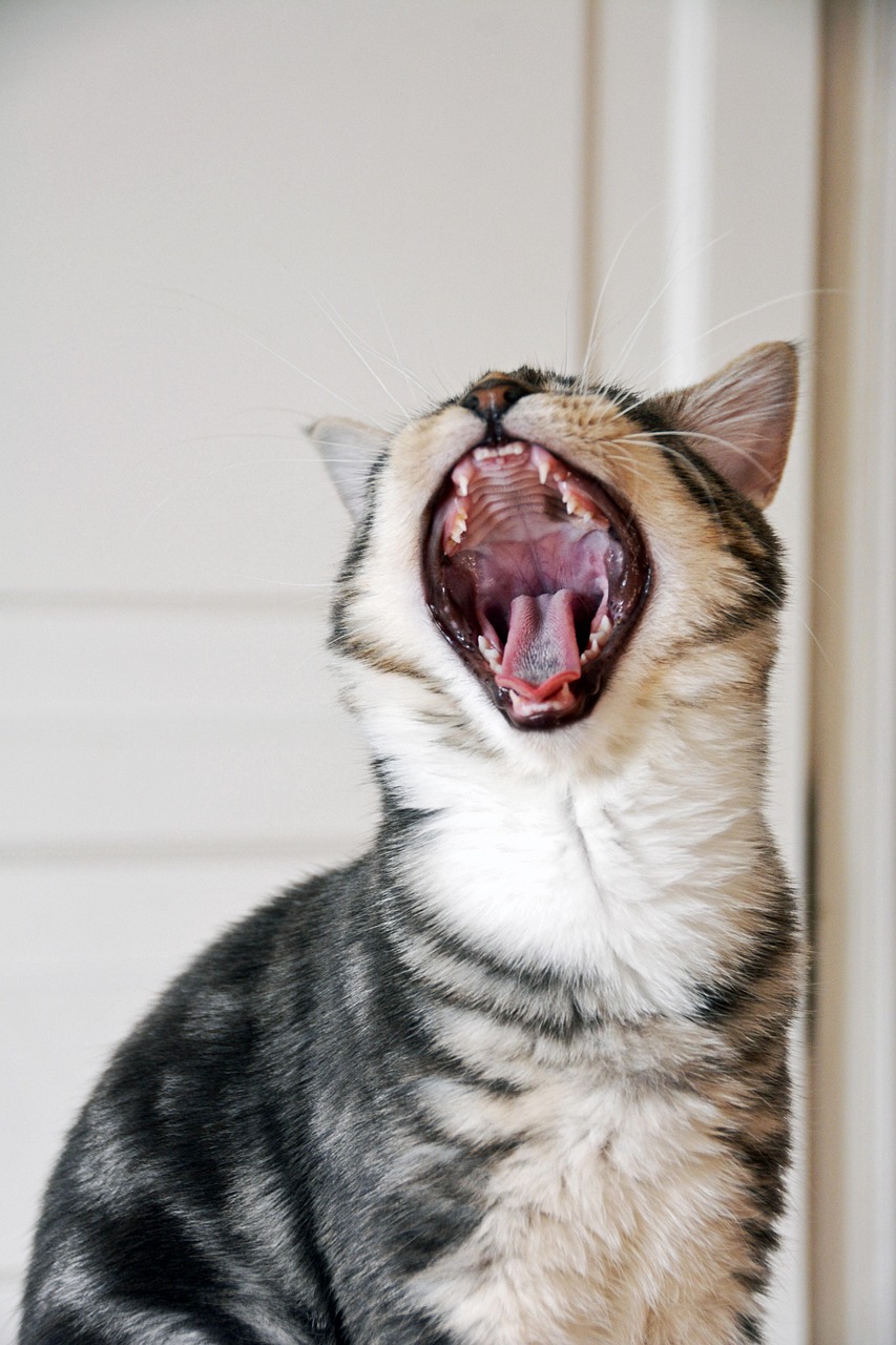 Cat Yawn Teeth - Free photo on Pixabay - Pixabay