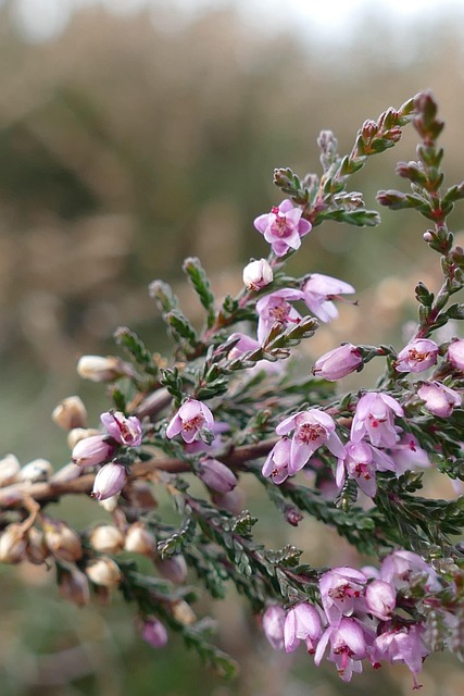 Bruyère Naine Calluna Vulgaris - Photo gratuite sur Pixabay - Pixabay