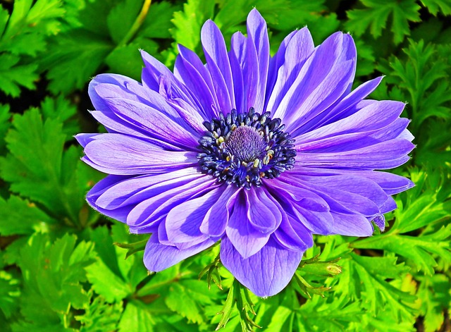 Flor Anêmona Azul - Foto gratuita no Pixabay - Pixabay