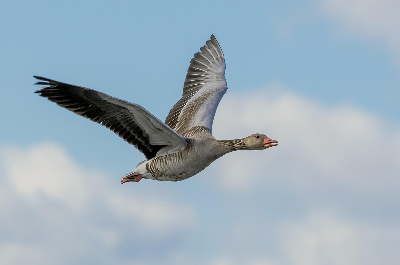 Goose Flying Wings - Free photo on Pixabay