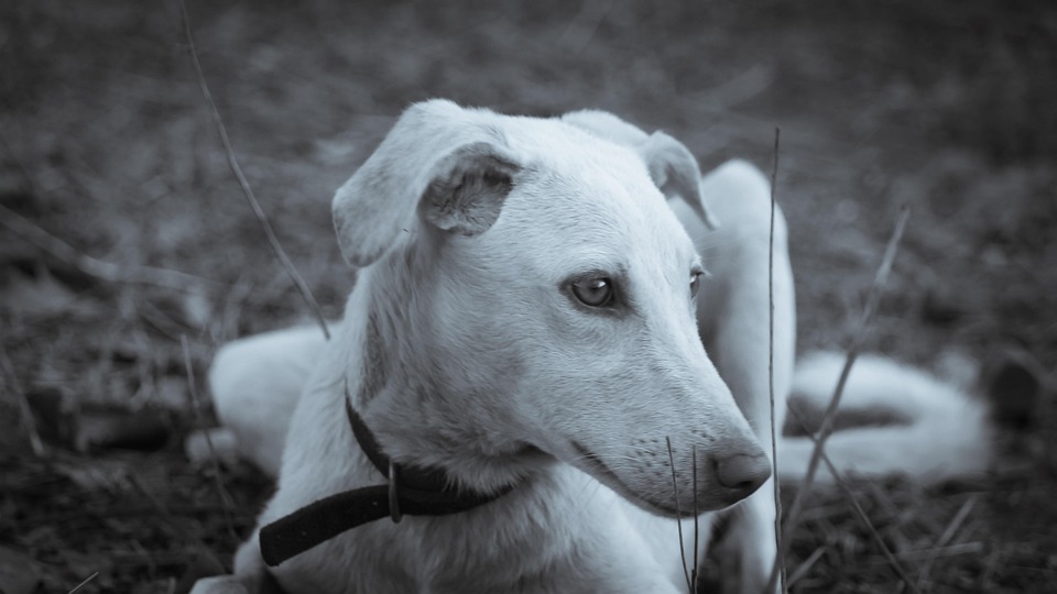 Dog Puppy Animal - Free photo on Pixabay - Pixabay