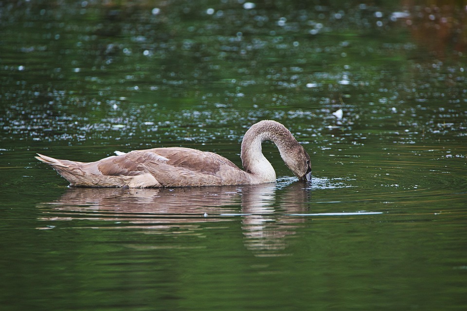 Swan Bird Lake - Free photo on Pixabay