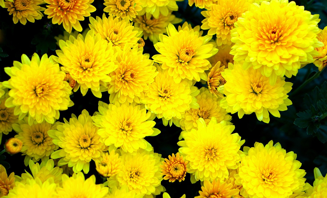 Flowers Yellow Blossom - Free photo on Pixabay