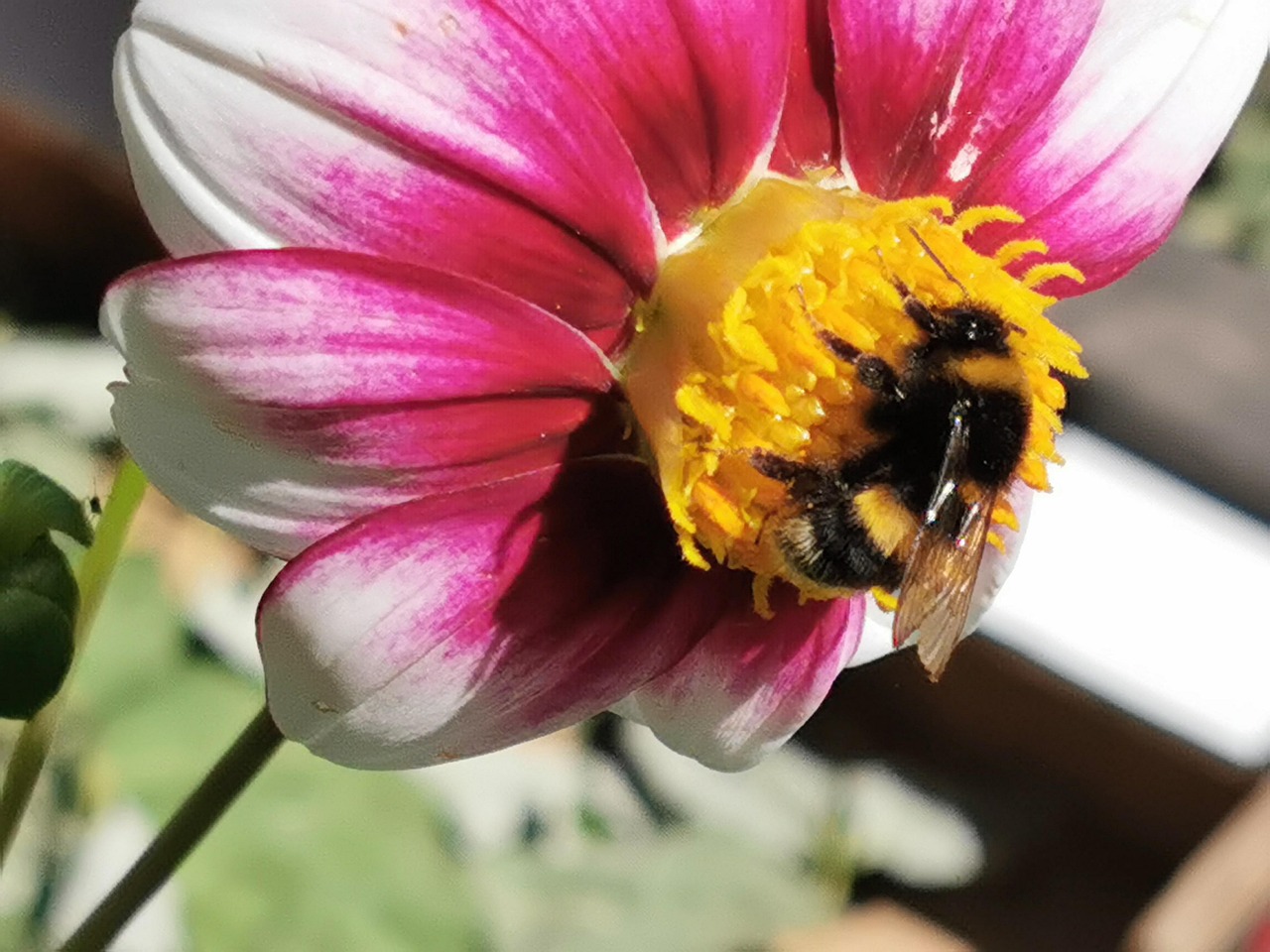 Bumblebee Blossom Bloom - Free photo on Pixabay - Pixabay