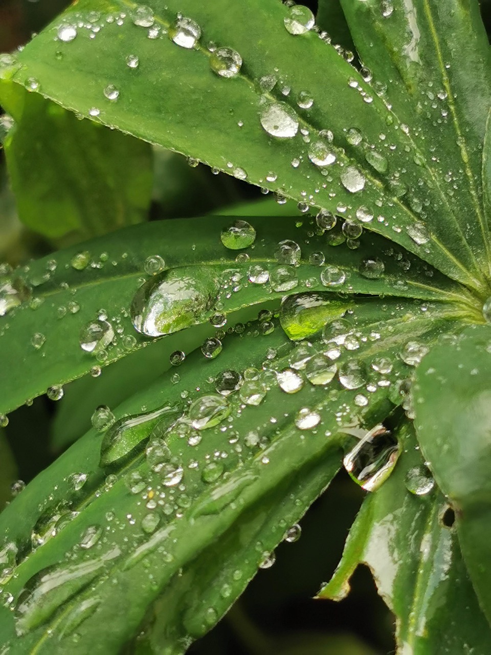 Gota De Agua Rocío Hoja - Foto gratis en Pixabay - Pixabay