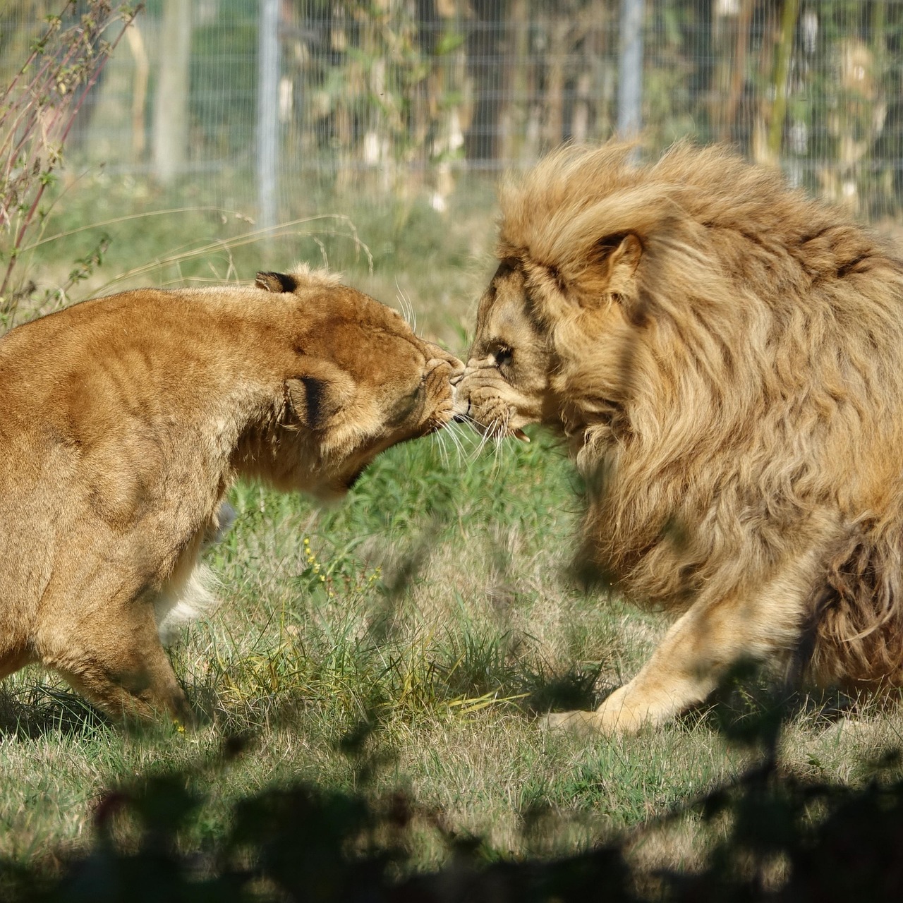 Animal Lion Lionne - Photo gratuite sur Pixabay - Pixabay