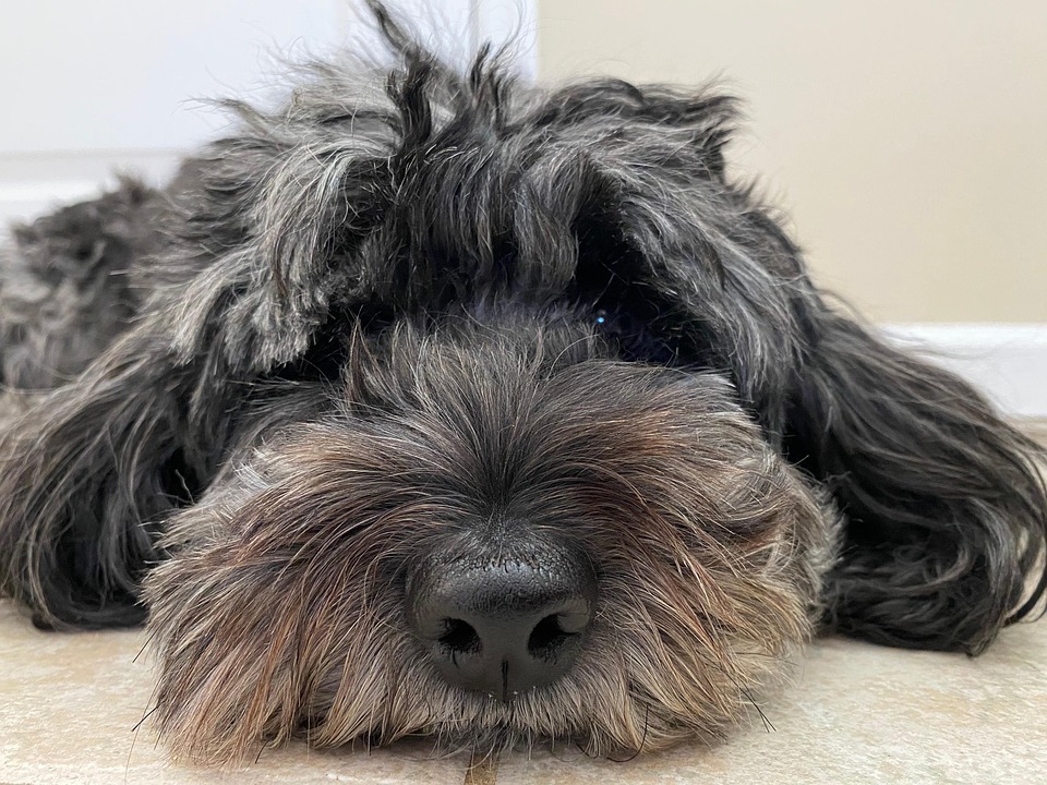Chien Labradoodle Animal De - Photo gratuite sur Pixabay - Pixabay