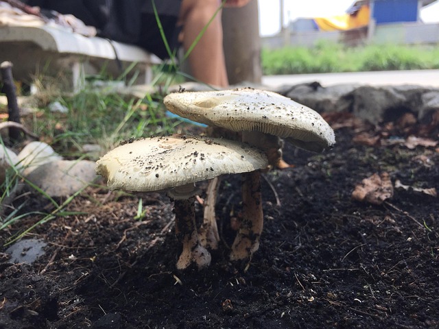 Champignon Naturel - Photo gratuite sur Pixabay - Pixabay