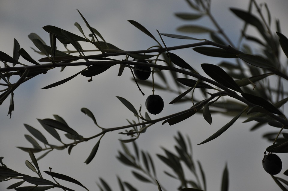 Olive Ramo - Foto gratis su Pixabay - Pixabay