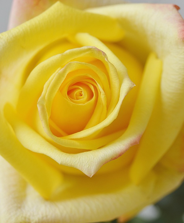 Flower Rose Yellow - Free photo on Pixabay - Pixabay