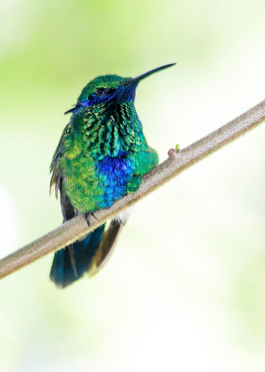 Colibri Faune Nature - Photo gratuite sur Pixabay - Pixabay