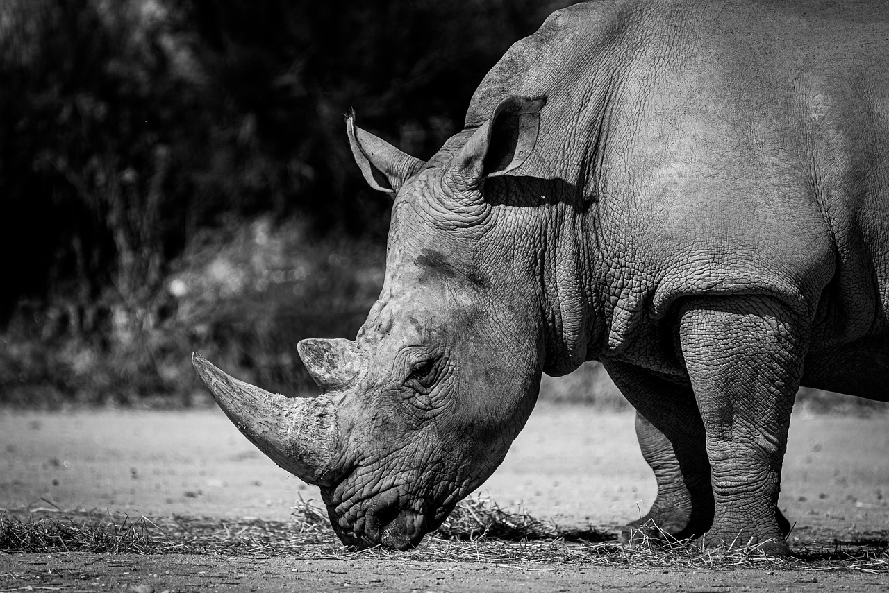 Rhinoceros Animal Safari - Free photo on Pixabay - Pixabay