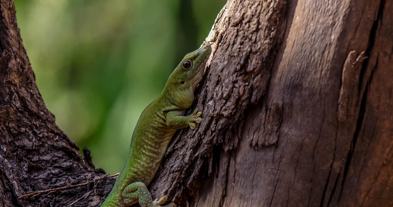 Gekko Reptiel Dier Madagaskar - Gratis foto op Pixabay - Pixabay