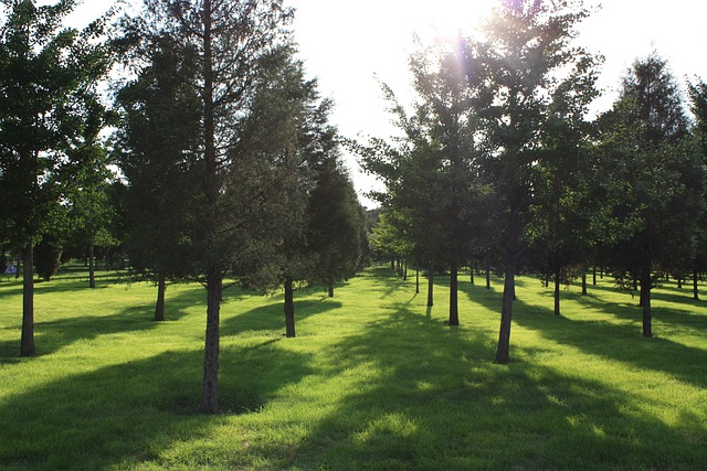 Floresta Primavera - Foto gratuita no Pixabay - Pixabay