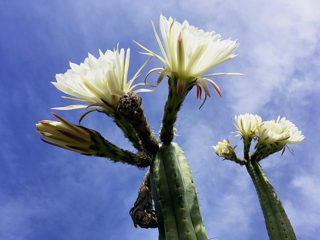 Blume Kaktus Tropen - Kostenloses Foto auf Pixabay - Pixabay