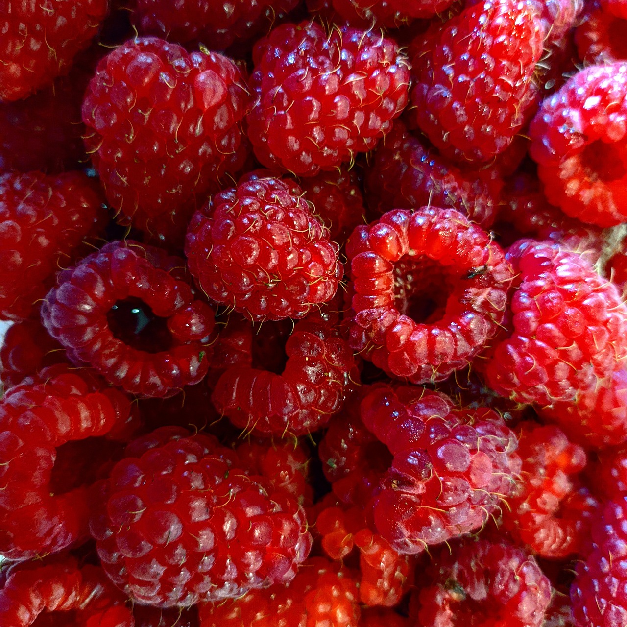 Raspberry Bushes In Winter