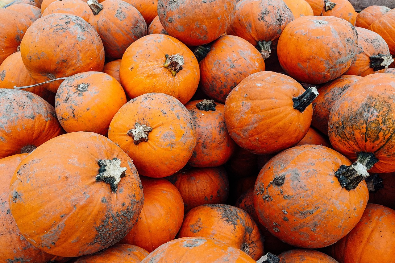 Pumpkins Pumpkin Patch Orange - Free photo on Pixabay - Pixabay