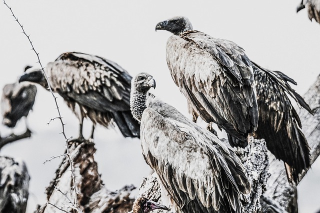 Cape Vulture Bird - Free photo on Pixabay