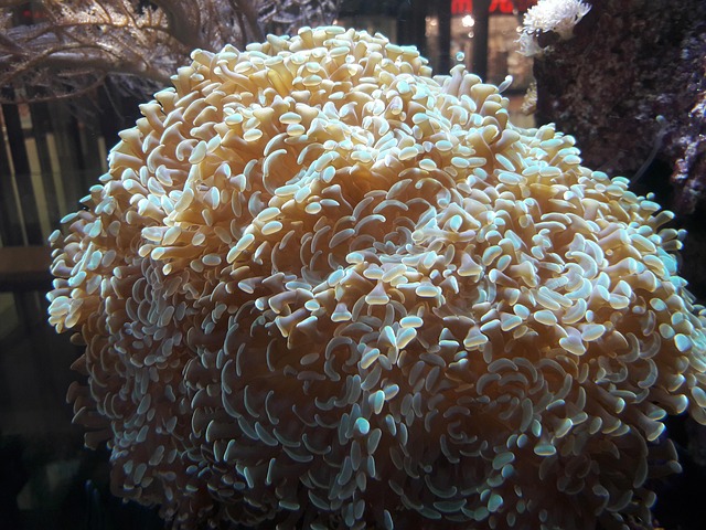 Corail Mou Aquarium Coraux - Photo gratuite sur Pixabay - Pixabay