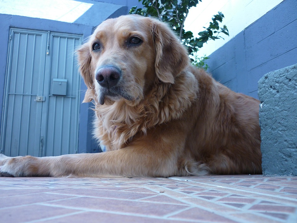 Golden Retriever Beau Chien - Photo gratuite sur Pixabay - Pixabay