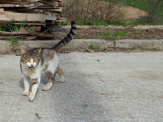 Cat Pat Beautiful - Free photo on Pixabay - Pixabay