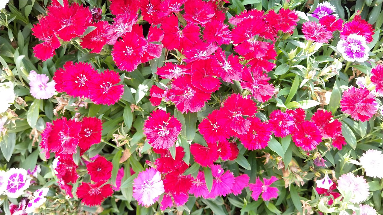 Flor Cor De Pêssego-Vermelho - Foto gratuita no Pixabay - Pixabay