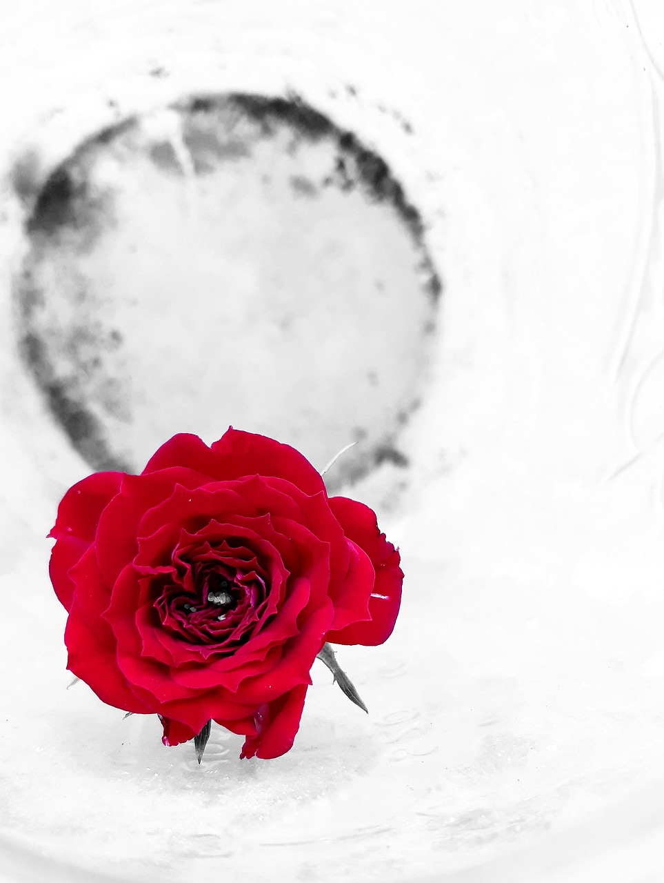 Flor Belleza - Foto gratis en Pixabay