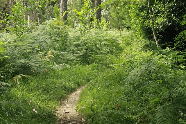 Naturel Forêt Bois La - Photo gratuite sur Pixabay - Pixabay