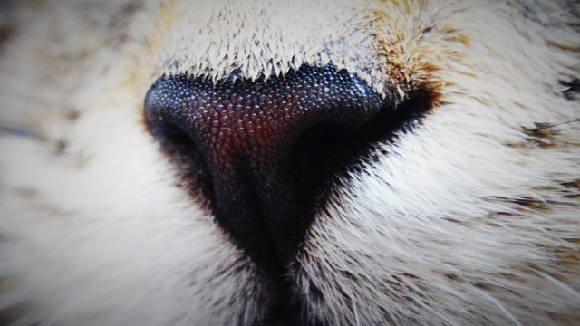 Cat Nose Mammal - Free photo on Pixabay - Pixabay