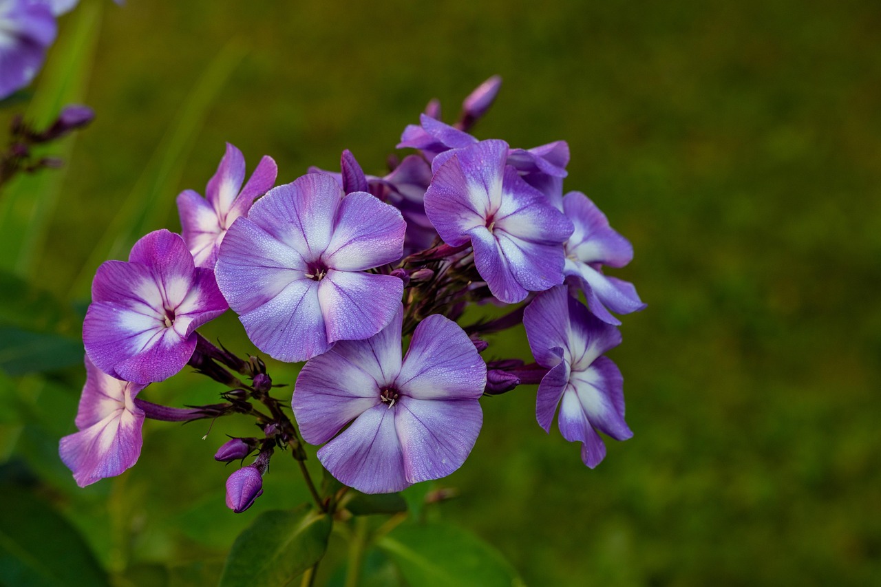 Phlox Flowers Petals - Free photo on Pixabay - Pixabay
