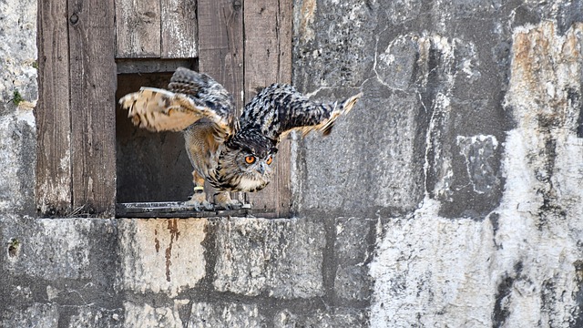 Hibou Envol Rapace - Photo gratuite sur Pixabay - Pixabay
