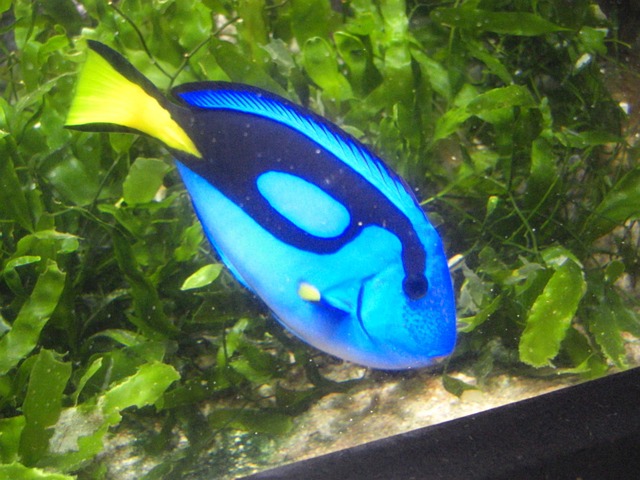 Fish Fishes Sea - Photo gratuite sur Pixabay - Pixabay