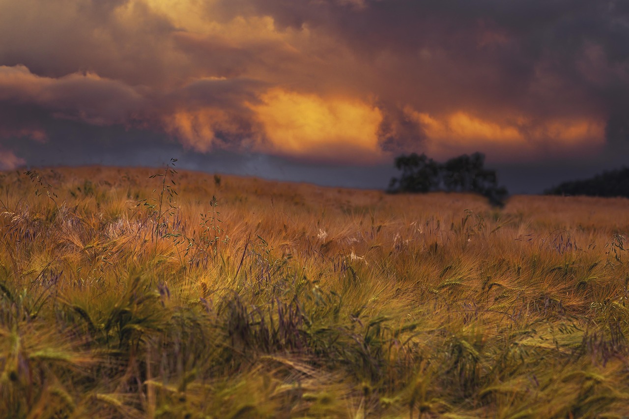 Field Grass Sunset - Free photo on Pixabay - Pixabay