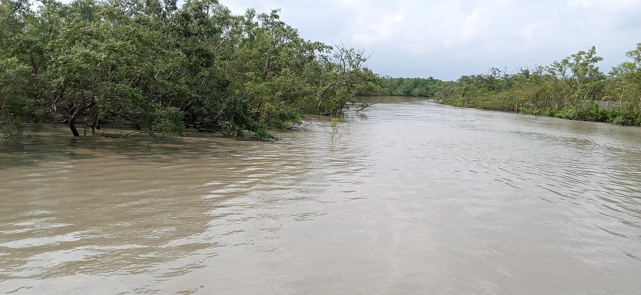 Sundarban National Park - Free photo on Pixabay - Pixabay